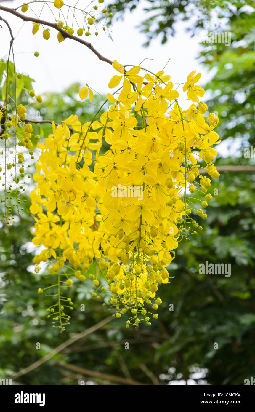 Purging Cassia or Ratchaphruek flowers ( Cassis fistula ) national ...