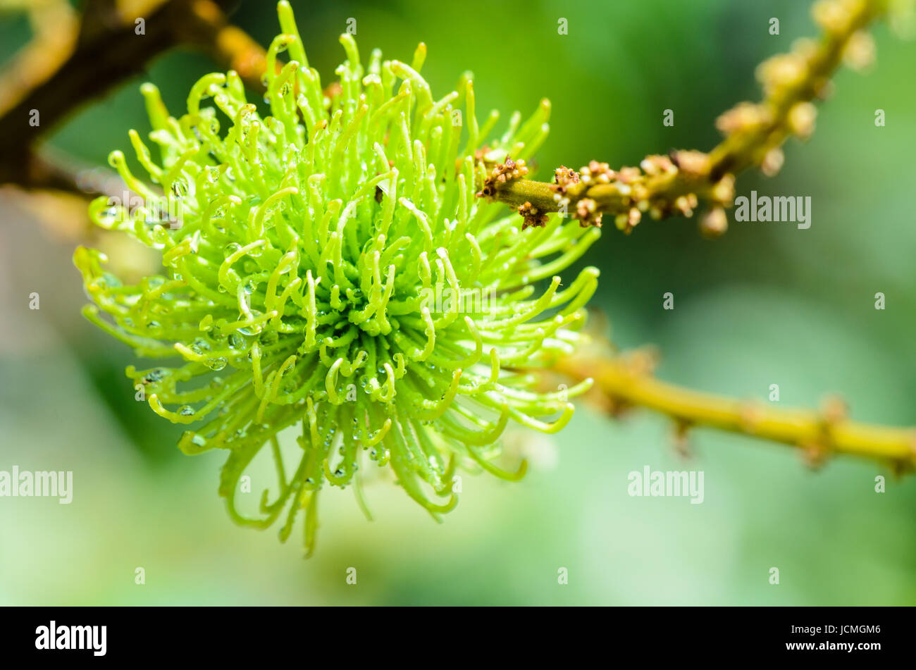 Close up soft fruit of rambutan on the tree after rain stop is pure ...