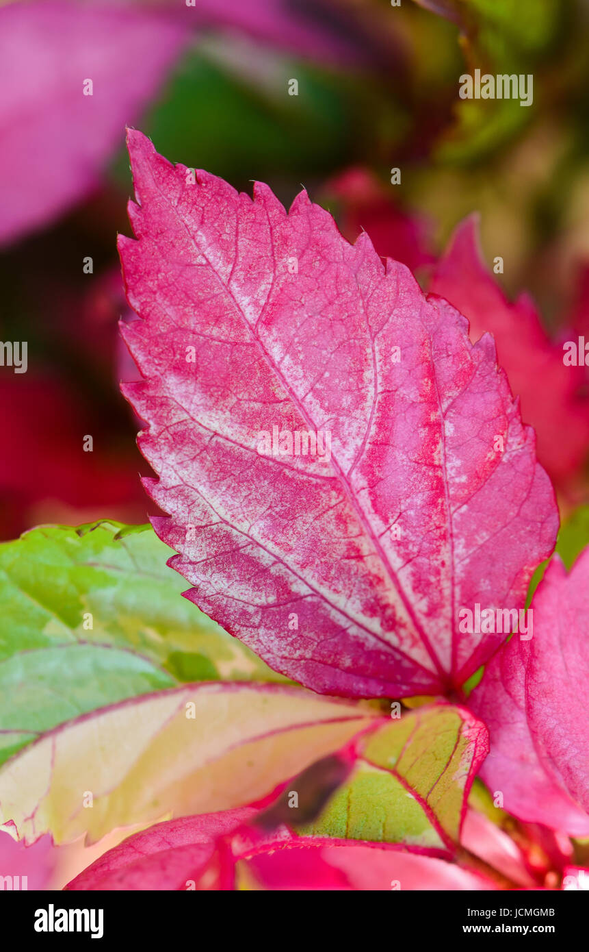 Snowflake hibiscus hi-res stock photography and images - Alamy