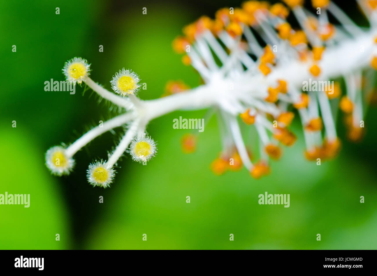 Close up carpel of the white Snowflake Hibiscus flowers ( Hibiscus rosa ...