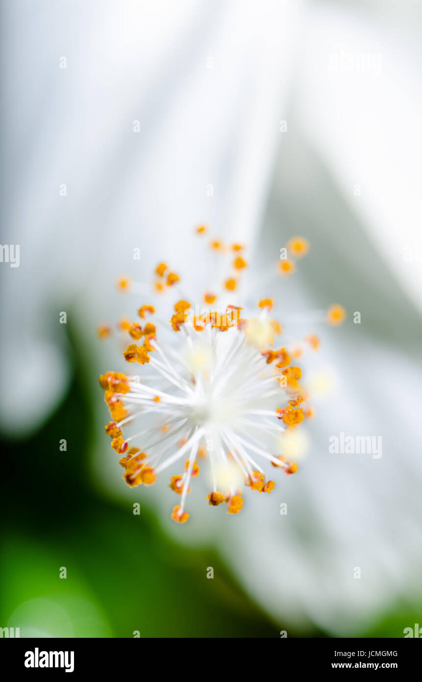 Carpel detail flower hibiscus hi-res stock photography and images - Alamy