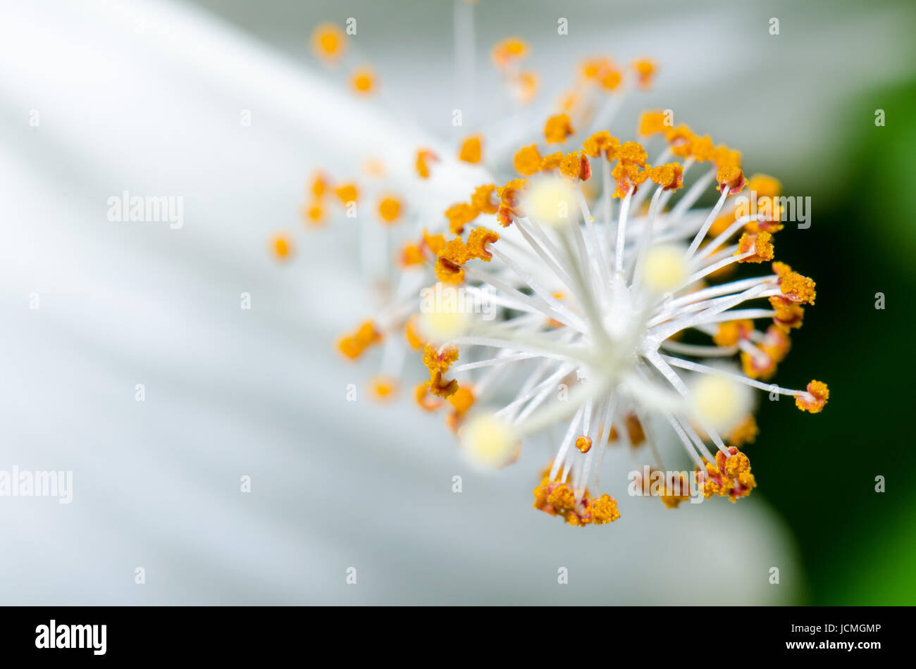 Close up carpel of the white Snowflake Hibiscus flowers ( Hibiscus rosa ...