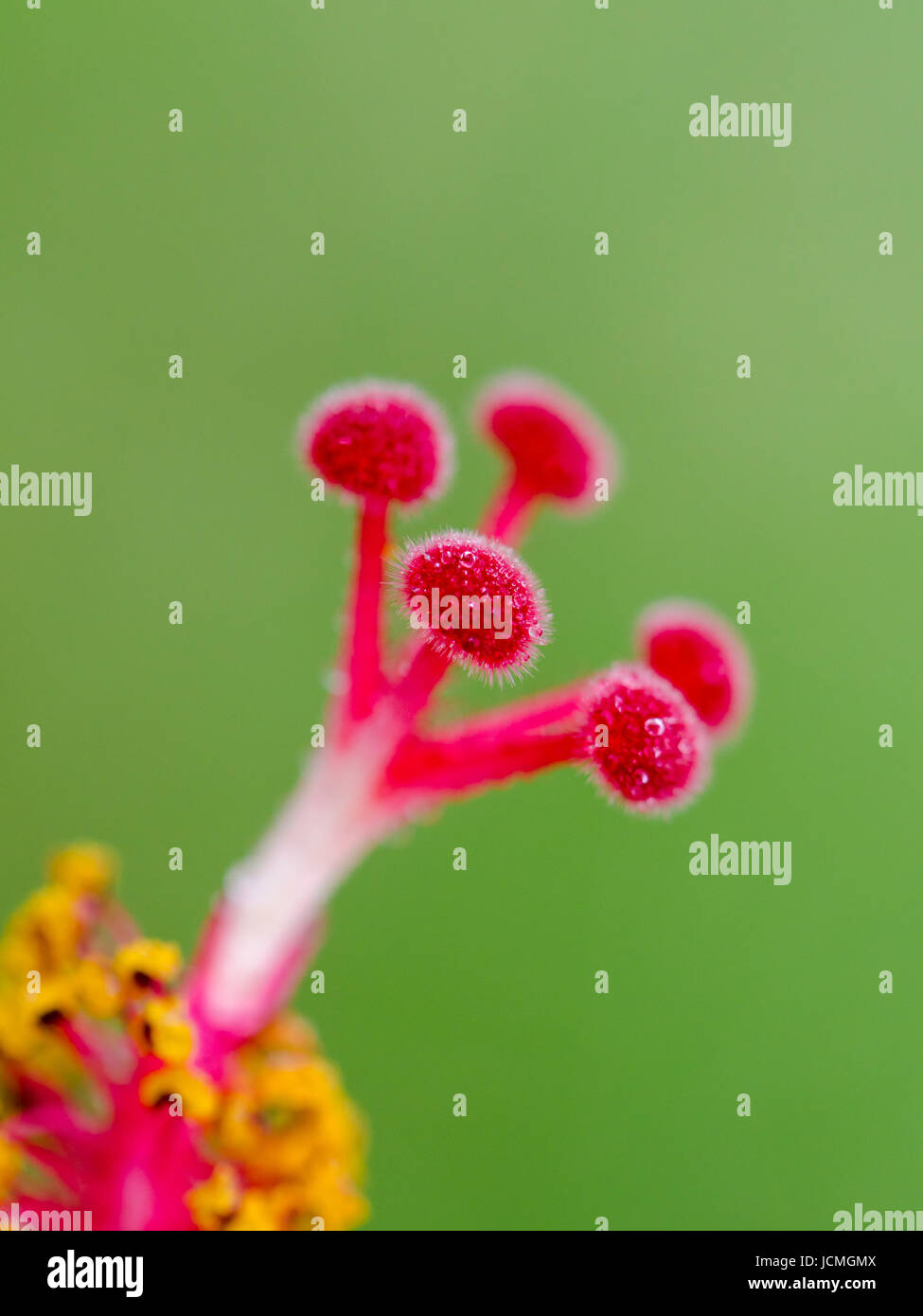 Close up red carpel of the Snowflake Hibiscus ( Hibiscus rosa sinensis ...