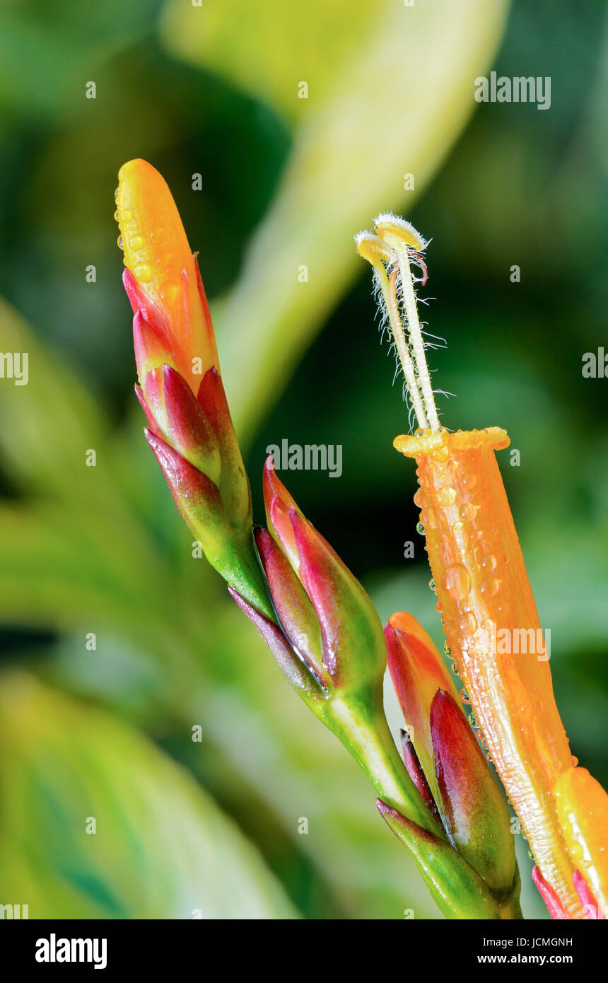 Close up flowers of Sanchezia Speciosa or Sanchezia Nobilis Stock Photo ...