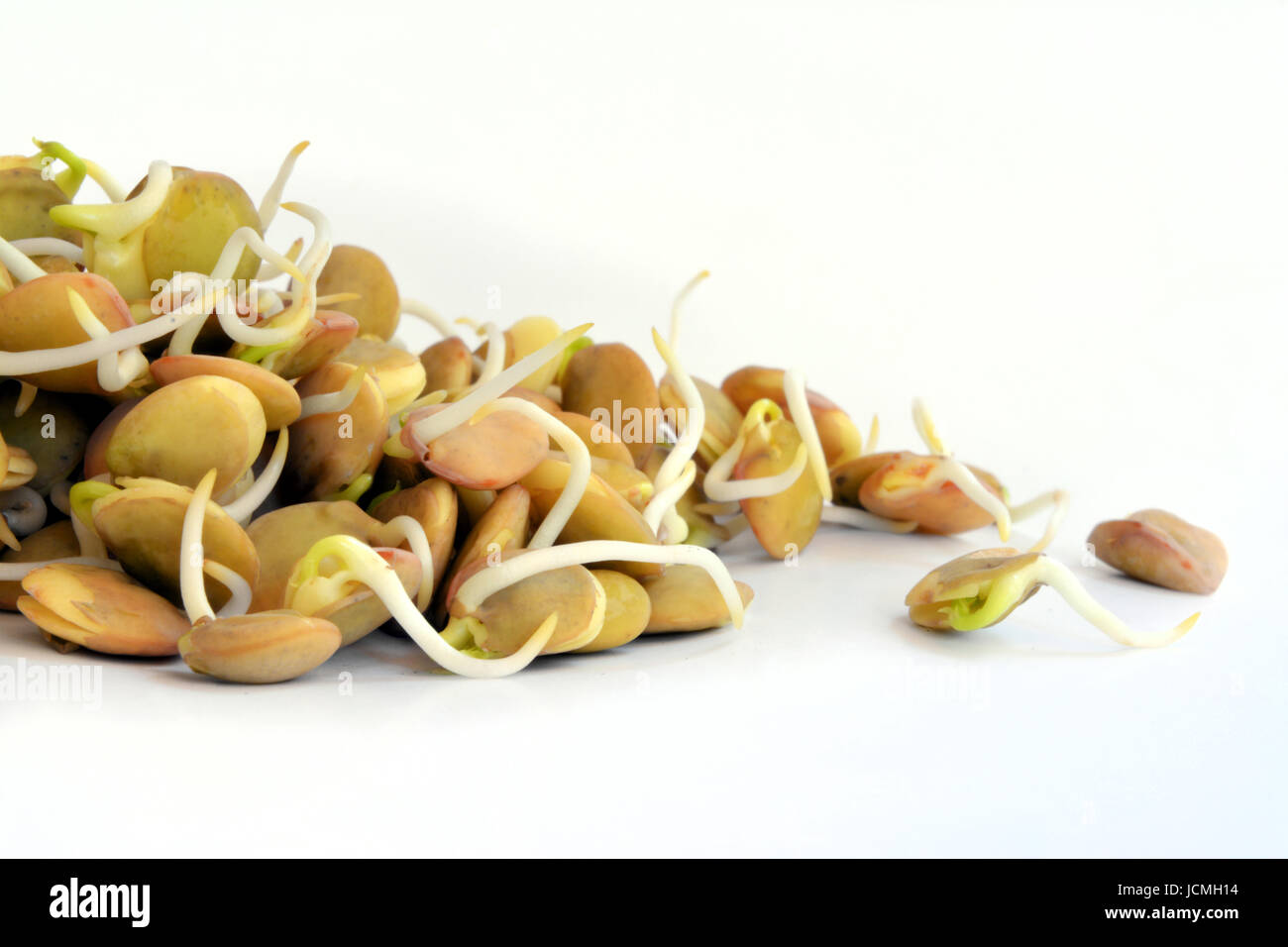 Lentil Growing Stock Photos & Lentil Growing Stock Images - Alamy