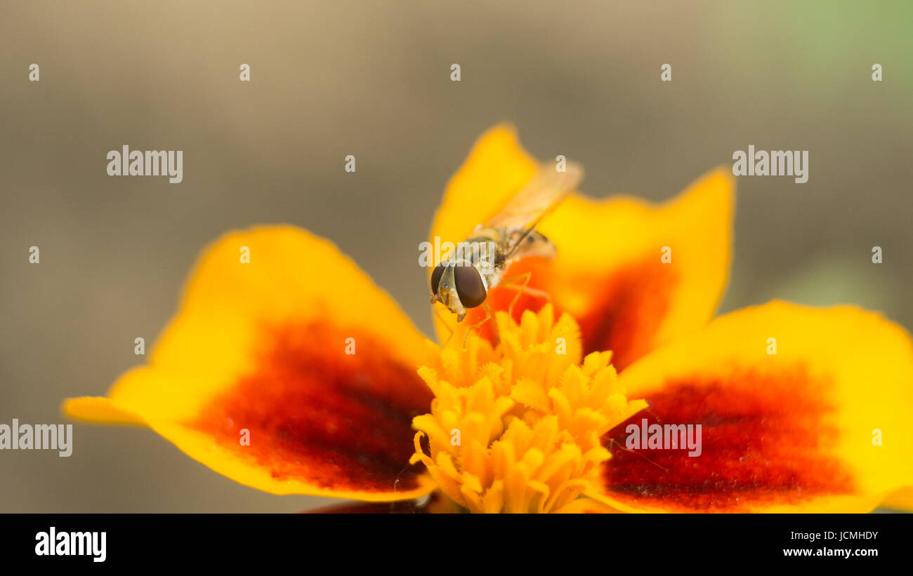Fly insect bird sits on a bright yellow-red flower. The surface is lit ...
