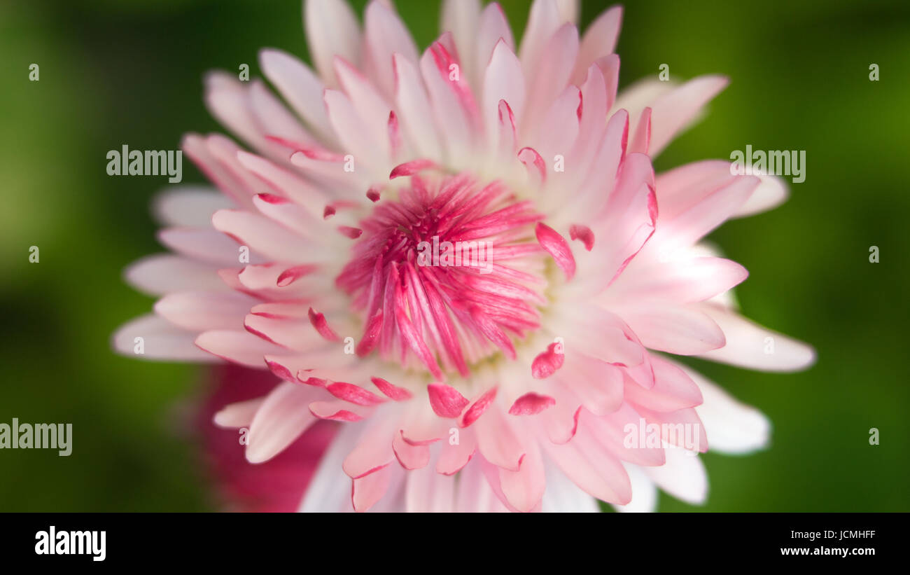 beautiful pink flowers in the garden with spring bokeh background Stock ...
