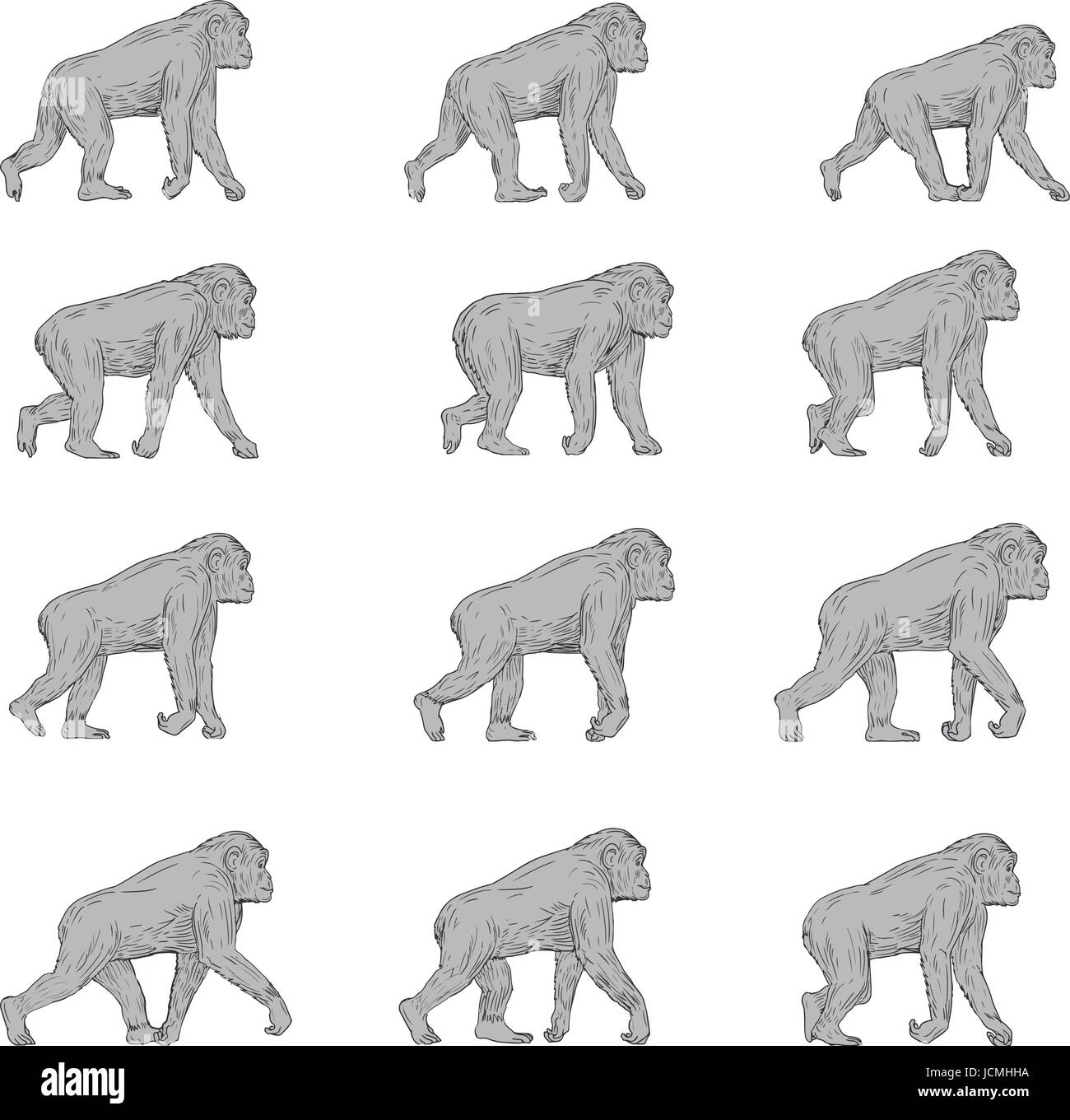 Collection set of illustrations of a chimpanzee walking viewed from the ...