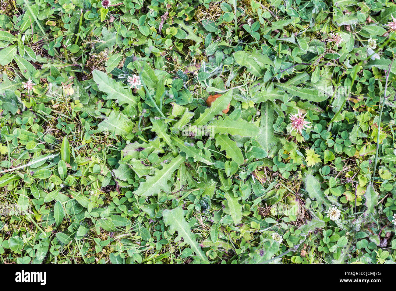 Weeds parasites pests, dandelion, in lawn grass before herbicide ...