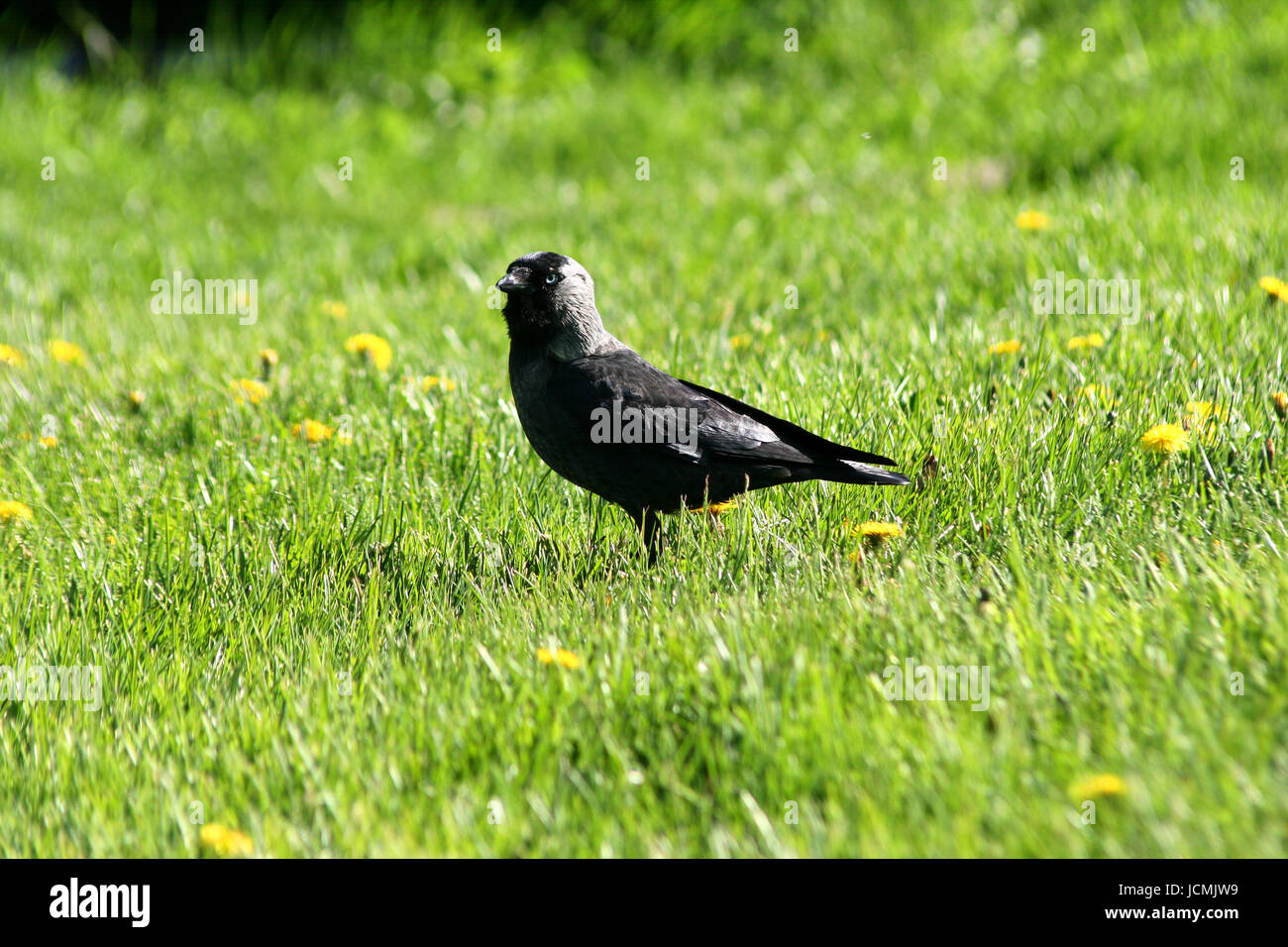 Jackdaw feather hi-res stock photography and images - Alamy