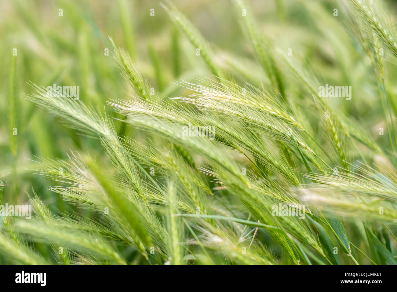 A field of fresh green rye outside in the sun Stock Photo - Alamy