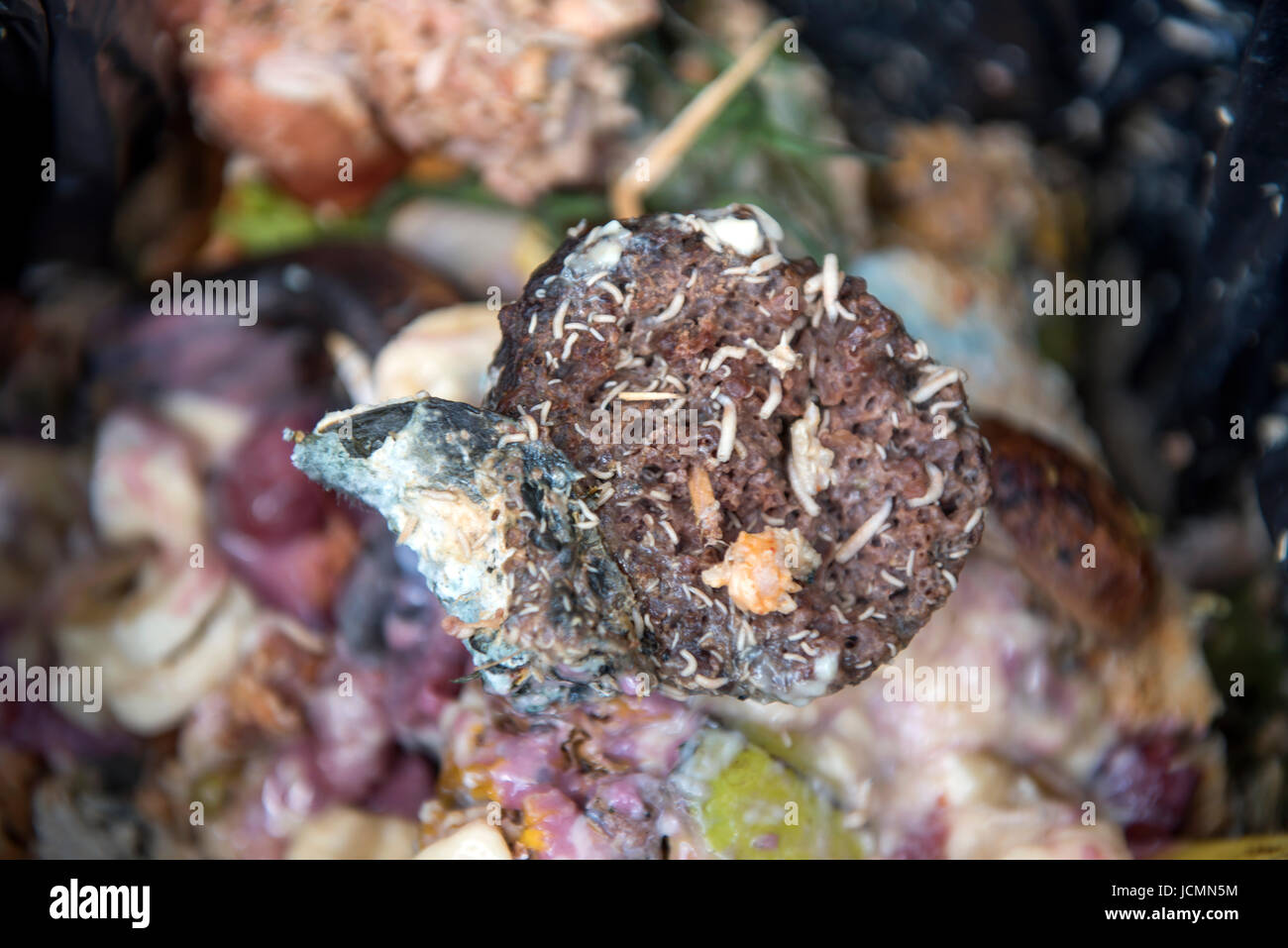 Maggot Infested High Resolution Stock Photography and Images - Alamy