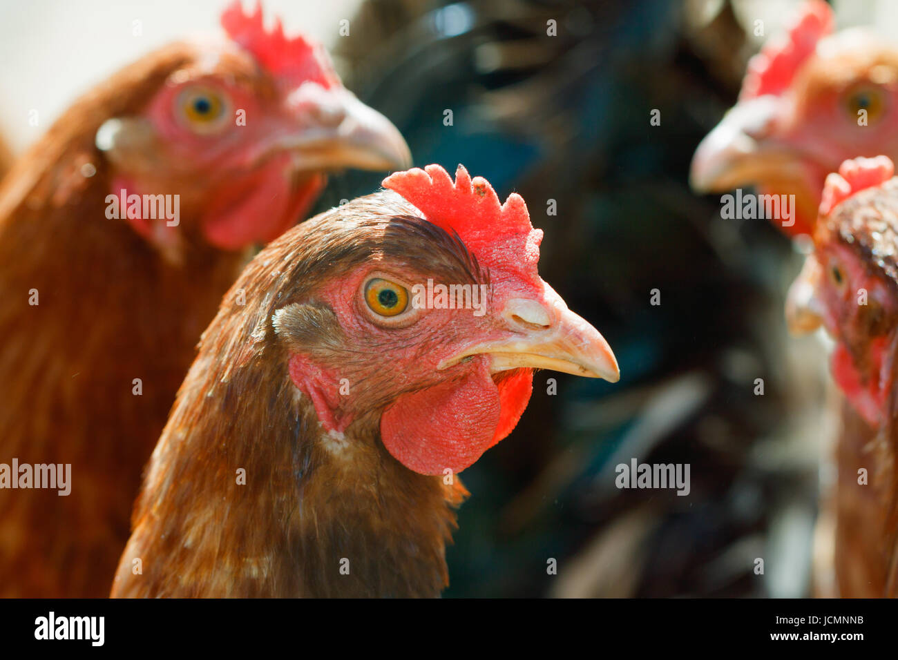 Free range chicken farm house hi-res stock photography and images - Alamy