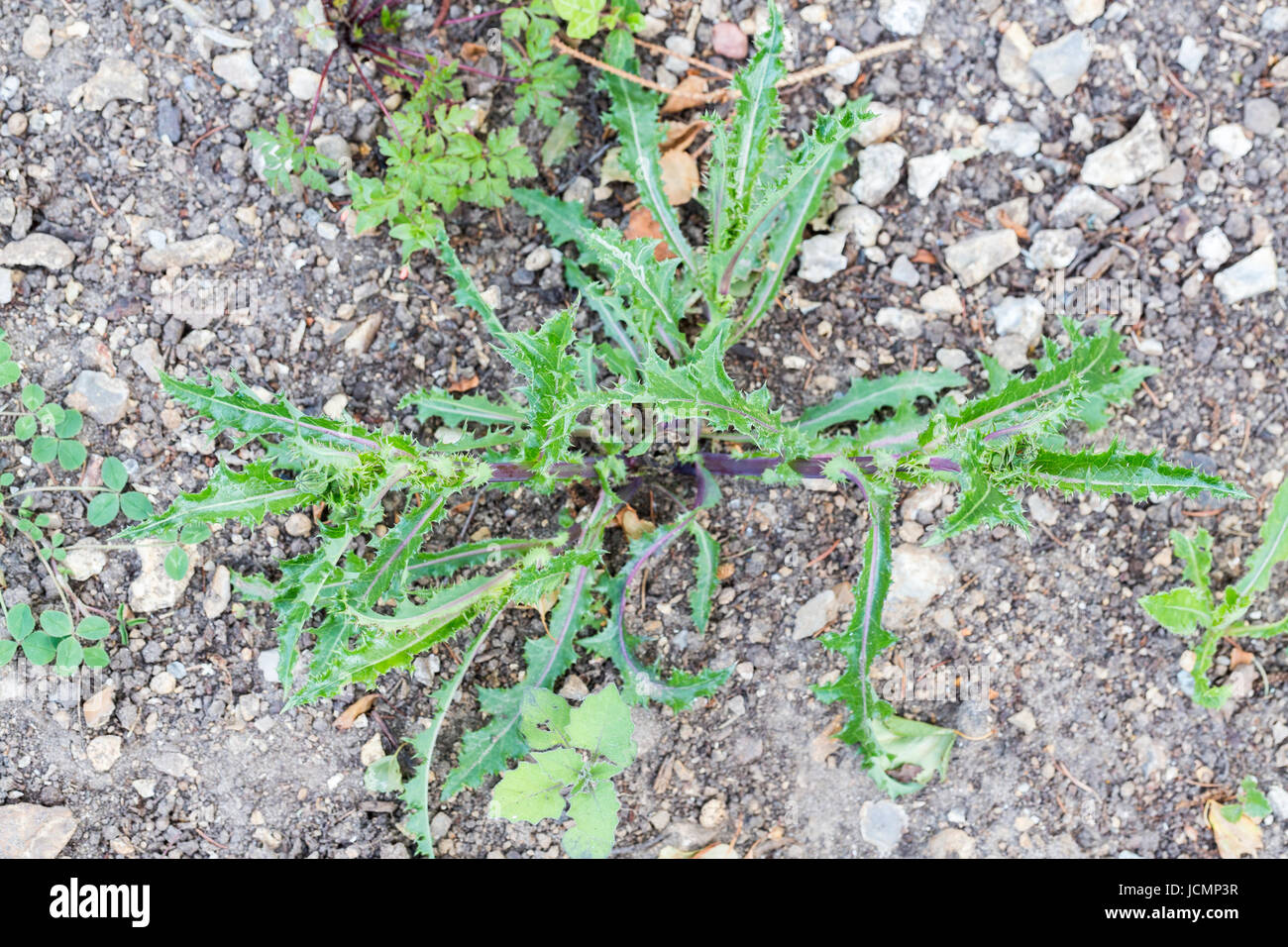 Weeds parasites pests, dandelion, in lawn grass before herbicide ...