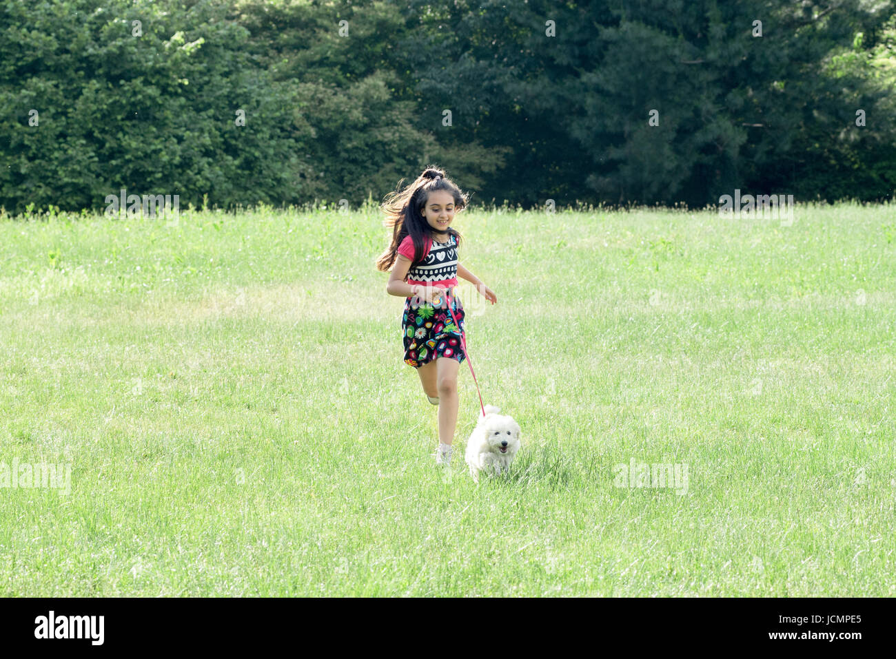 Little girl running with her pet on a lead poodle in a field across the ...