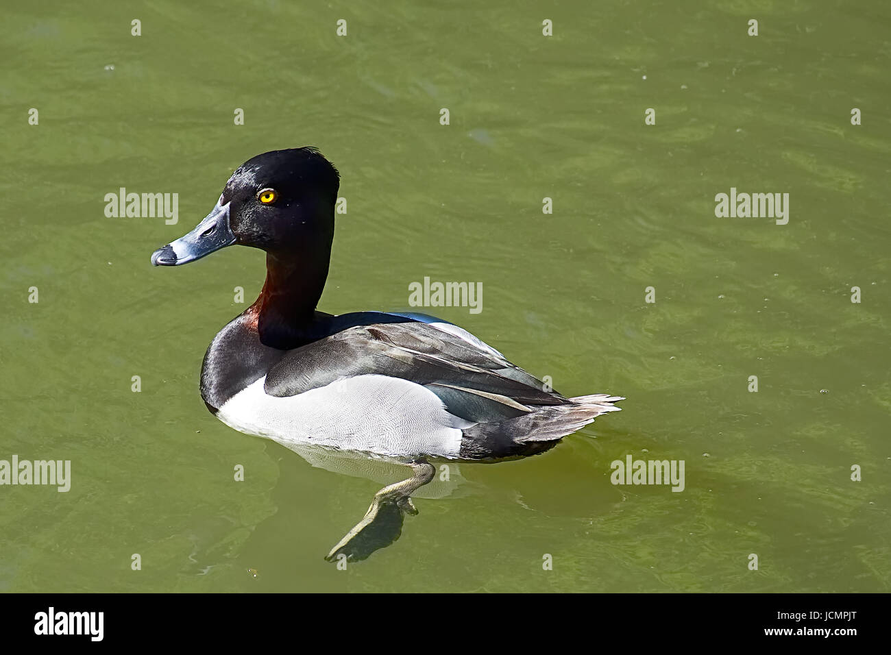 Ring necked duck male Stock Photo - Alamy