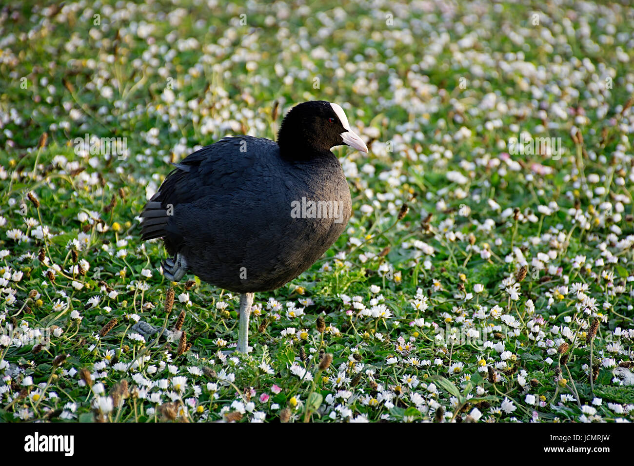 Stunning coot hi-res stock photography and images - Alamy