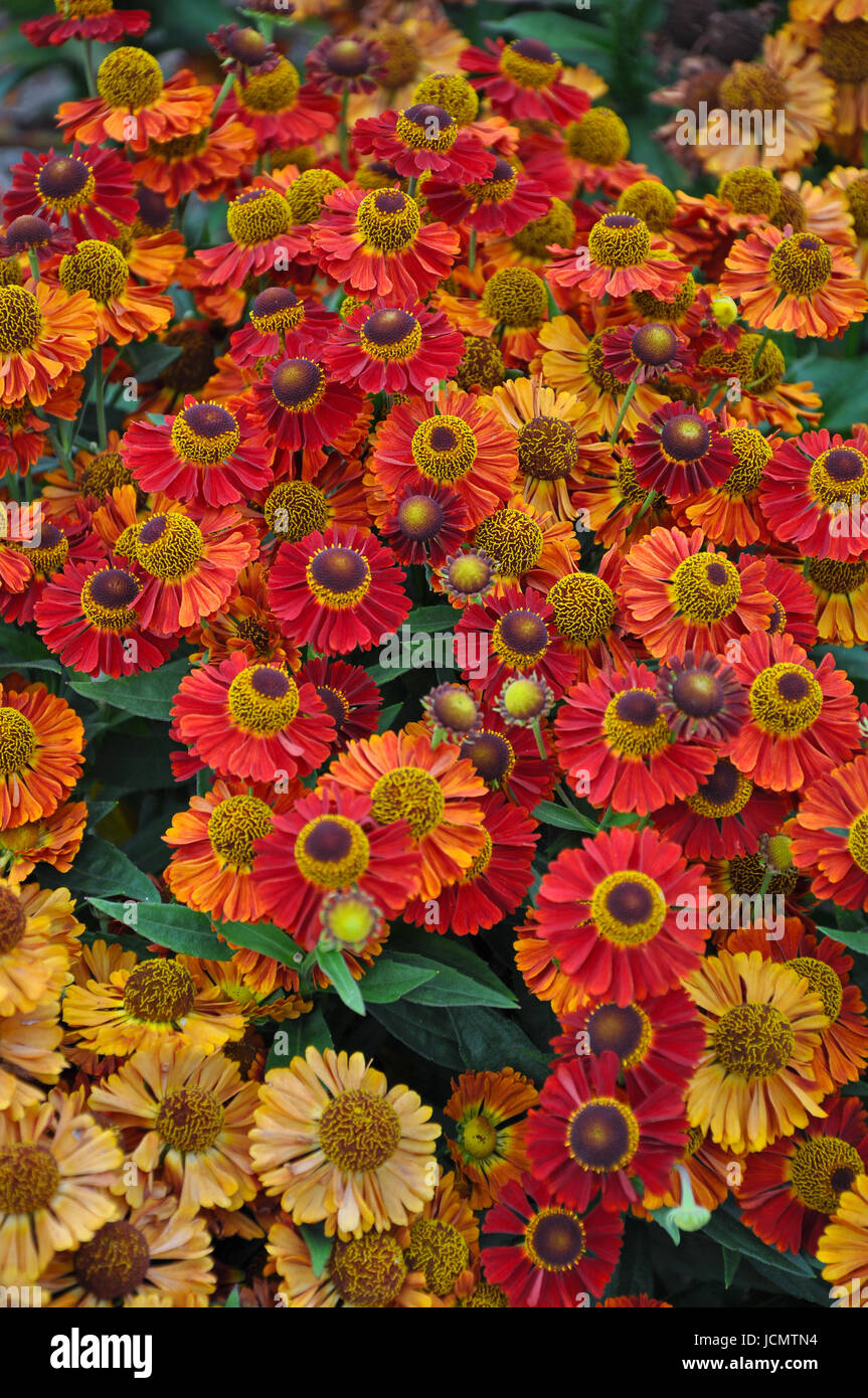 Garden filled with beautiful red and orange helenium flowers Stock ...