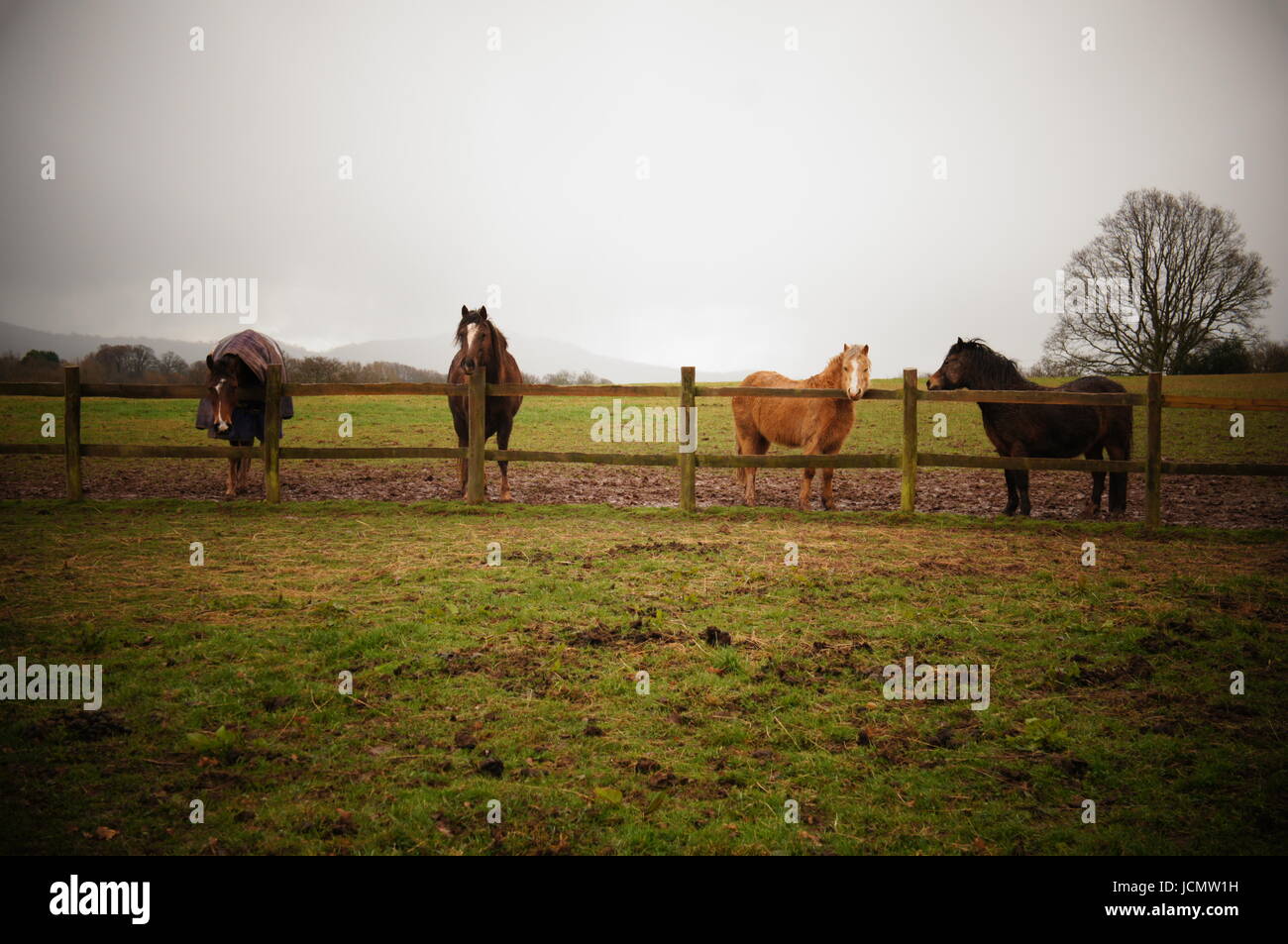 Number 4 horse hi-res stock photography and images - Alamy
