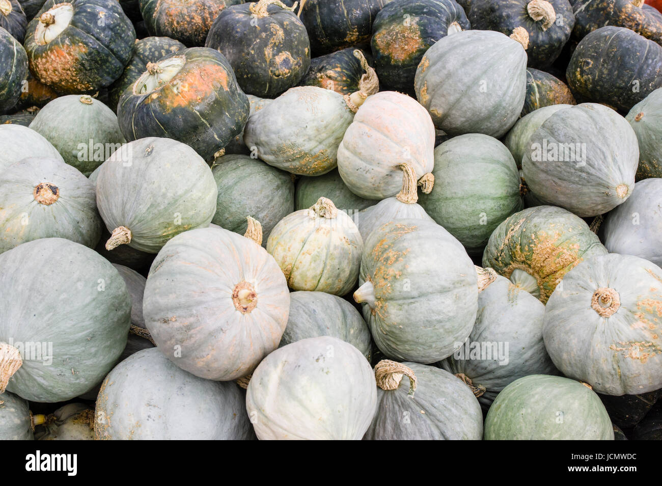 Small blue hubbard squash at the farmers market Stock Photo - Alamy