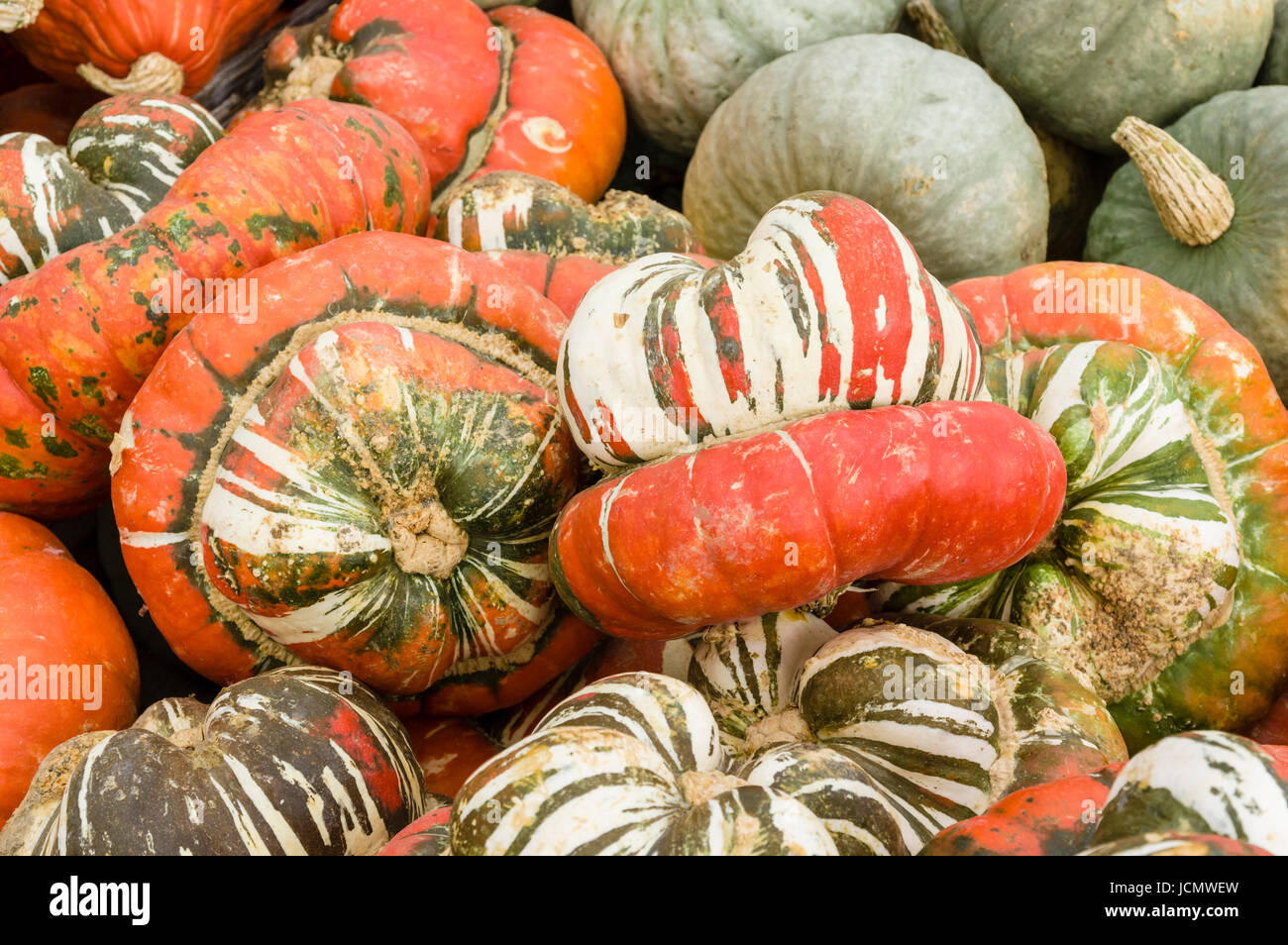 Squash turks turban hi-res stock photography and images - Alamy