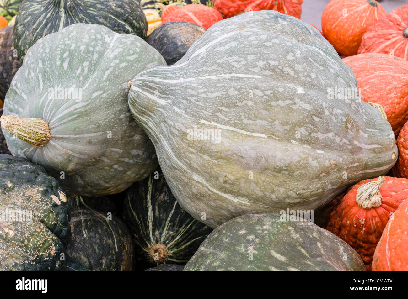 Blue hubbard winter squash at the farmers market Stock Photo - Alamy