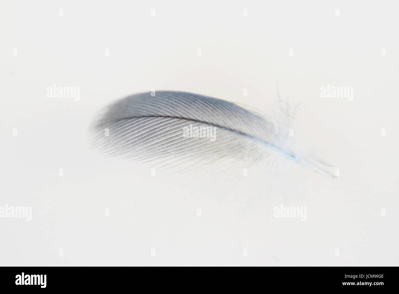 Small passerine feather of bird on a white background. macro Stock ...