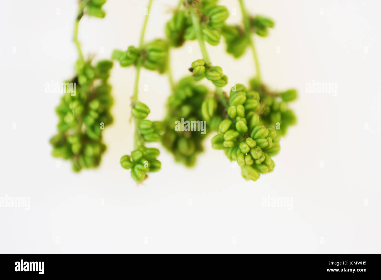 Staminate flowers hi-res stock photography and images - Alamy