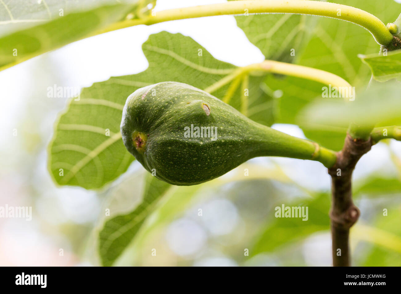 Fig Leaf Palm Stock Photos & Fig Leaf Palm Stock Images - Alamy
