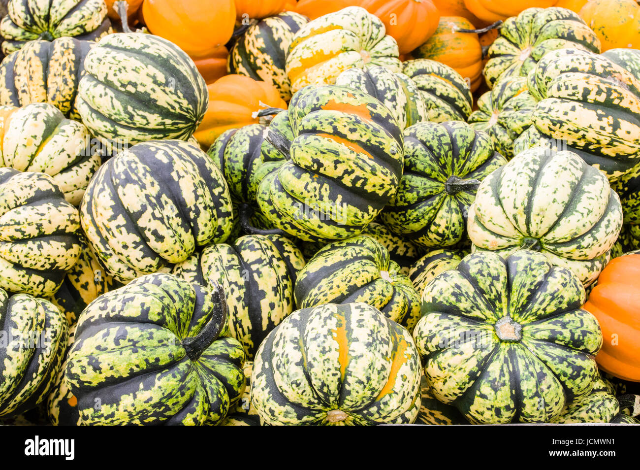 Fresh winter squash on display at the market Stock Photo - Alamy