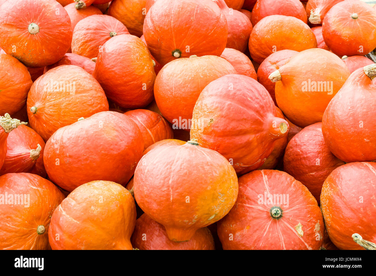 Orange hubbard winter squash at the farmers market Stock Photo - Alamy