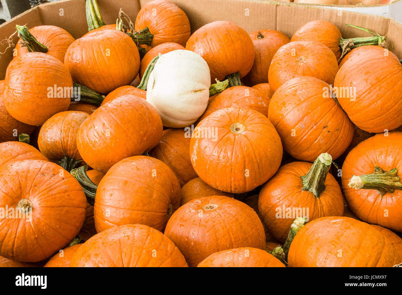 Bulk bin of orange pumpkins at the farmers market Stock Photo - Alamy