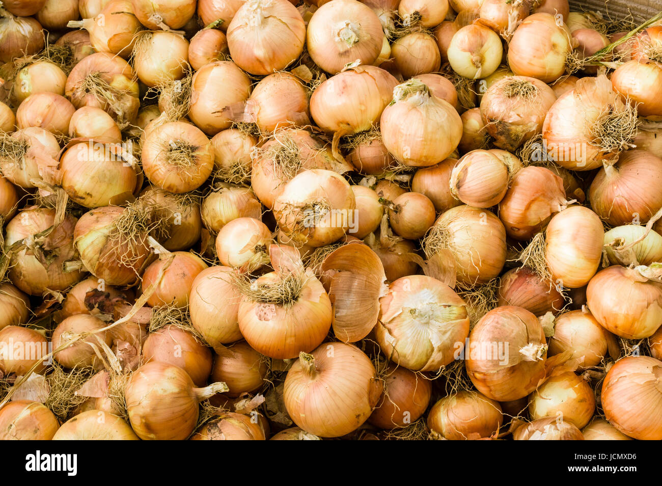 Yellow dry onions on display at the farmers market Stock Photo - Alamy