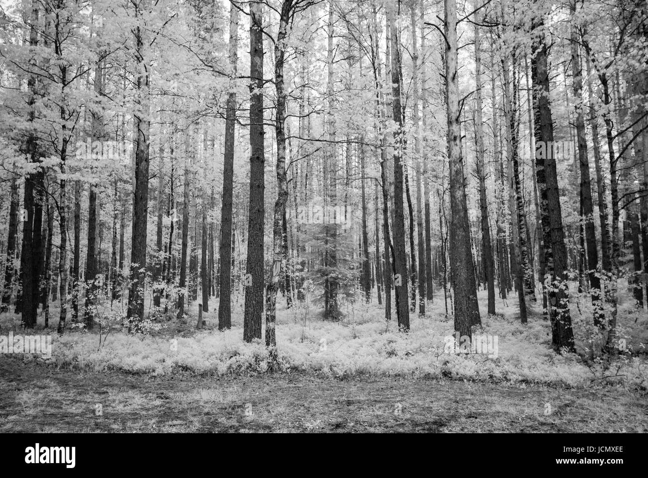 summer forest with harsh shadows and clouds. infrared image Stock Photo ...