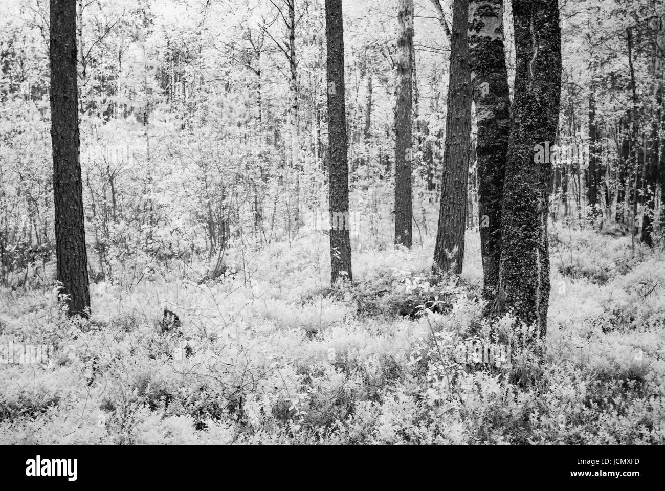 summer forest with harsh shadows and clouds. infrared image Stock Photo ...