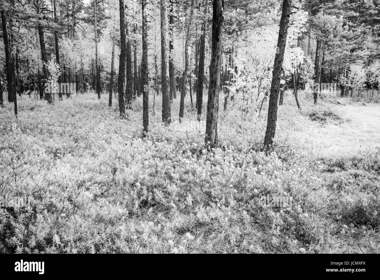 summer forest with harsh shadows and clouds. infrared image Stock Photo ...