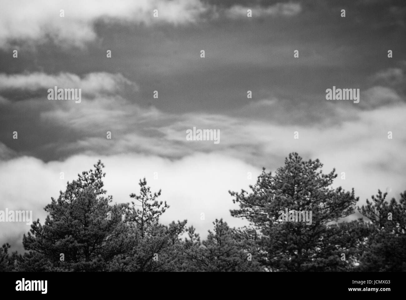 summer forest with harsh shadows and clouds. infrared image Stock Photo ...