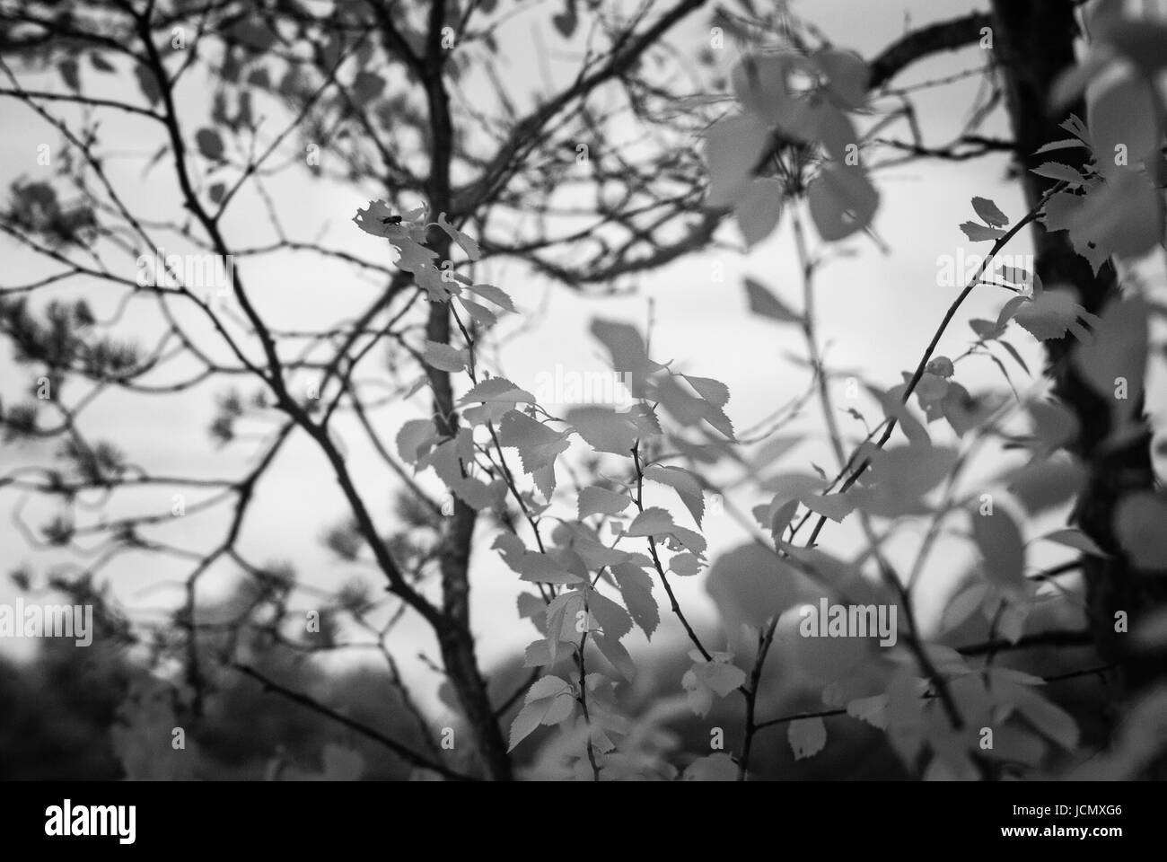 summer forest with harsh shadows and clouds. infrared image Stock Photo ...