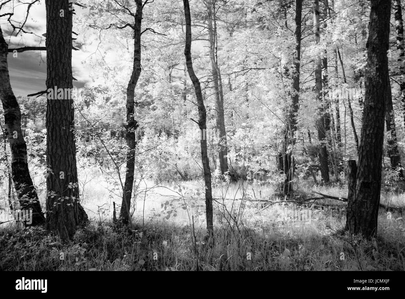 summer forest with harsh shadows and clouds. infrared image Stock Photo ...