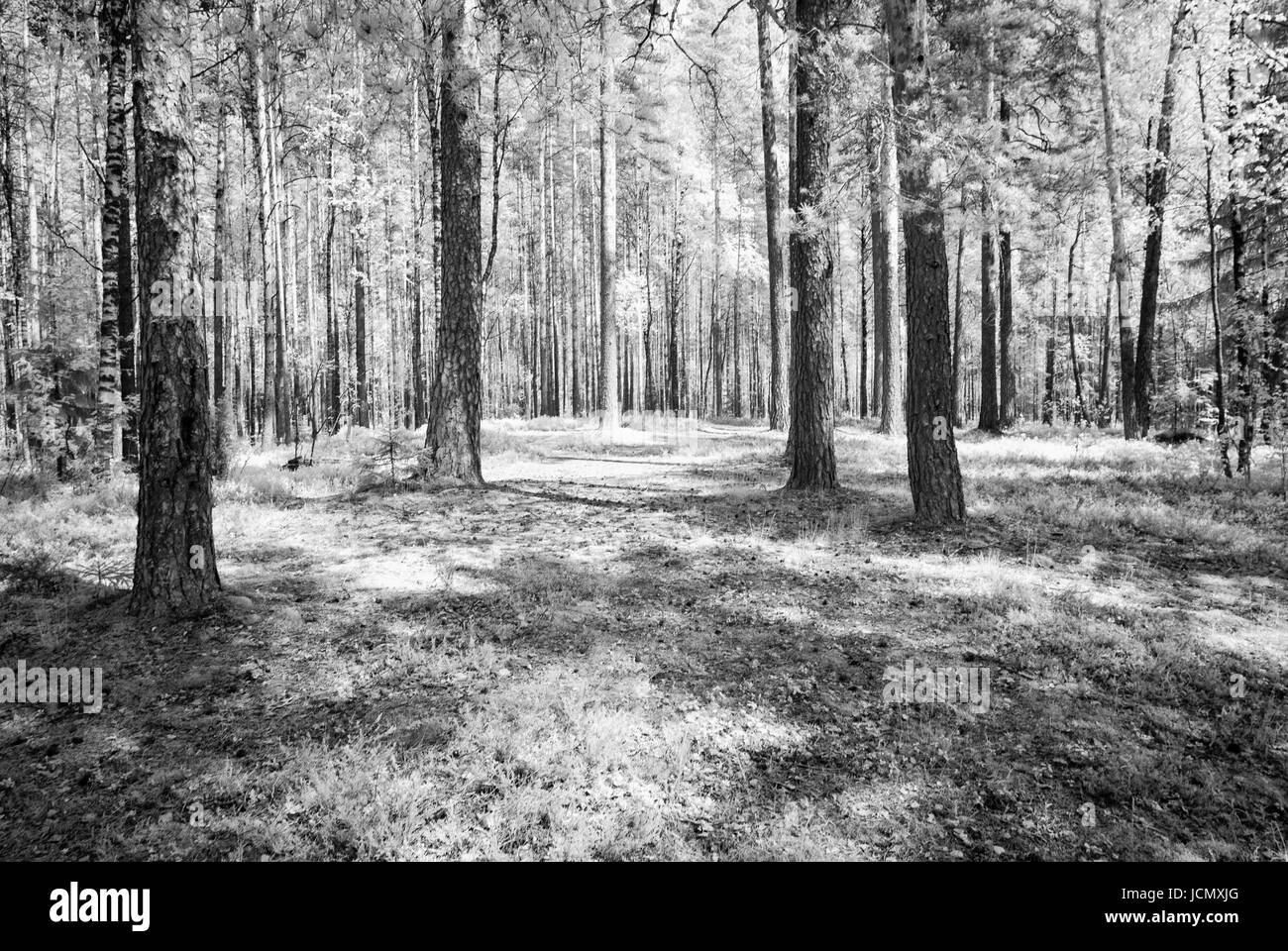 summer forest with harsh shadows and clouds. infrared image Stock Photo ...