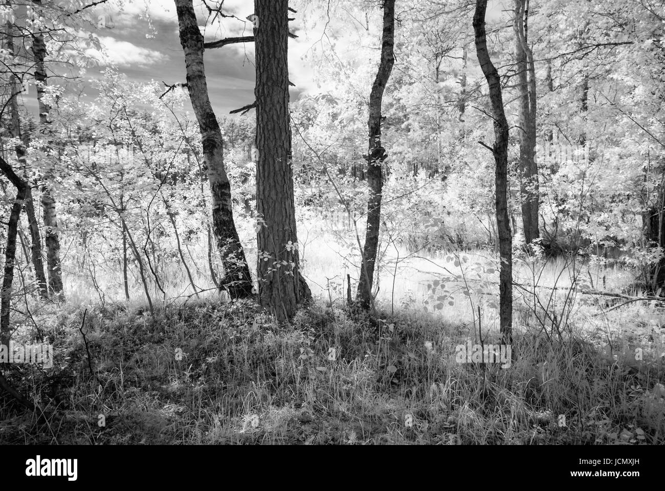 summer forest with harsh shadows and clouds. infrared image Stock Photo ...