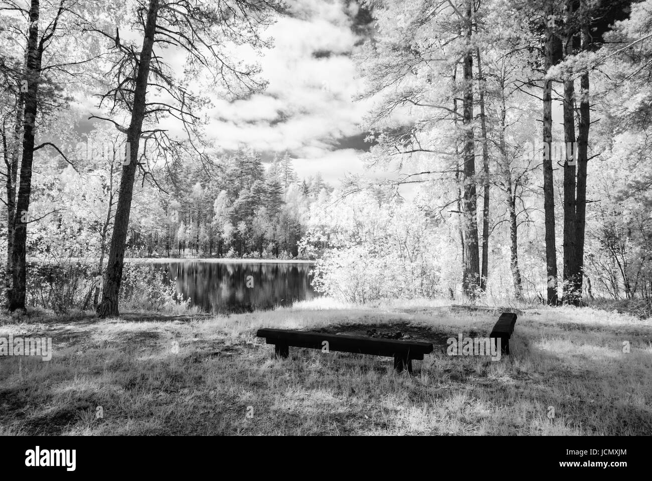 summer forest with harsh shadows and clouds. infrared image Stock Photo ...