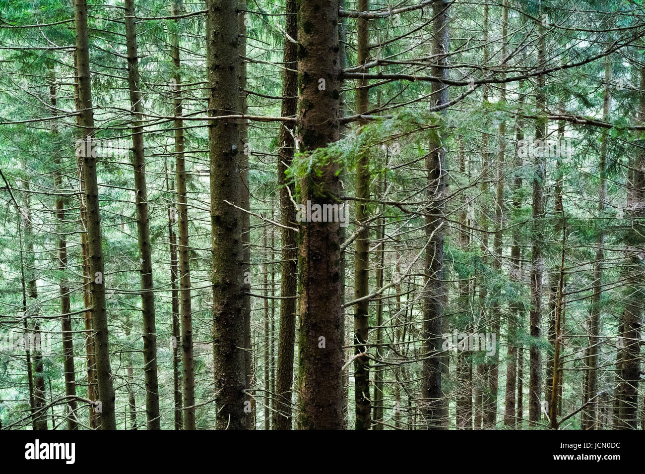 Pine tree alpine forest in Presolana, Seriana Valley, Bergamo, Italy ...