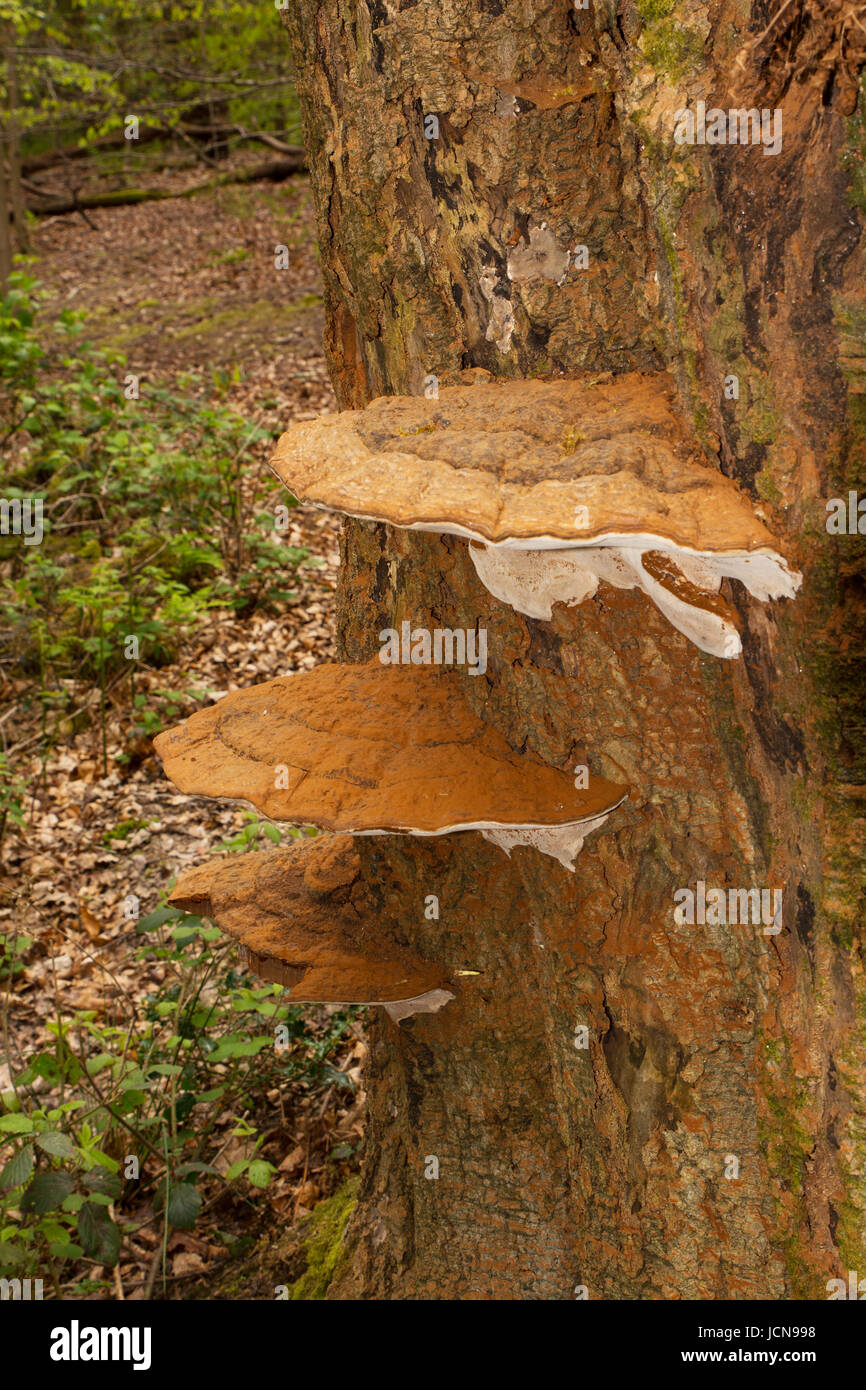 Ganoderma Applanatum fungus on tree trunk in English woodland Stock ...