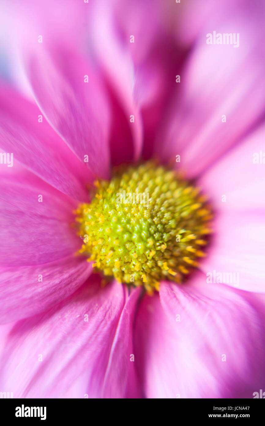 Close-up of a daisy Stock Photo - Alamy