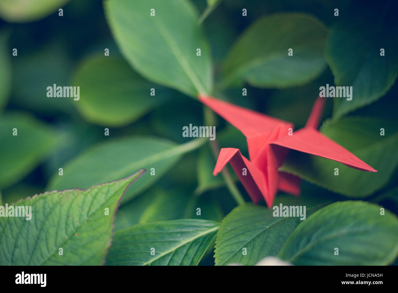 Crane in a tree hi-res stock photography and images - Alamy