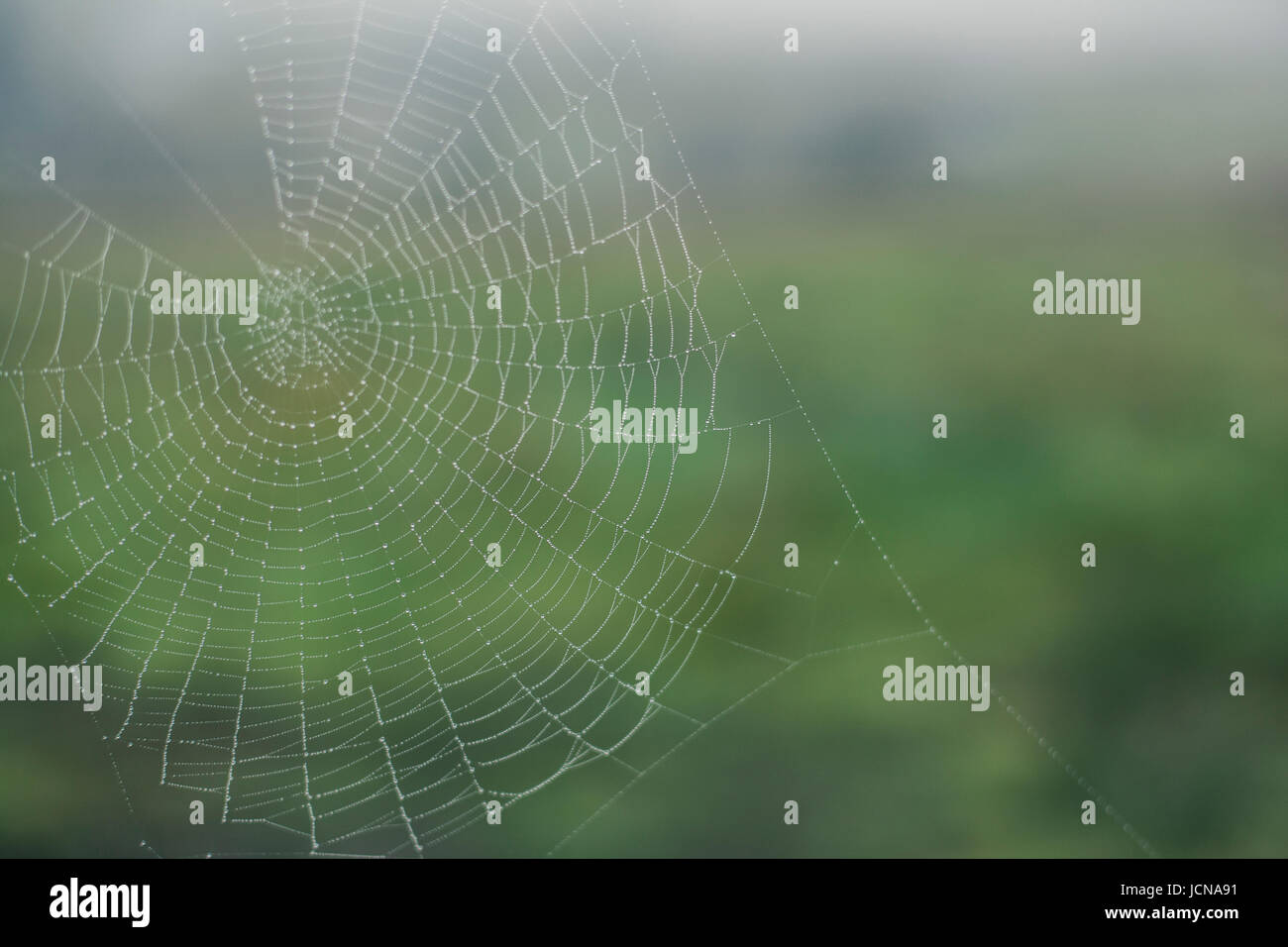 Close up of a spider web in misty rain Stock Photo - Alamy