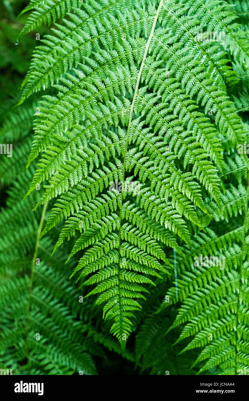 Close up of fern leaves in a forest from above Stock Photo - Alamy