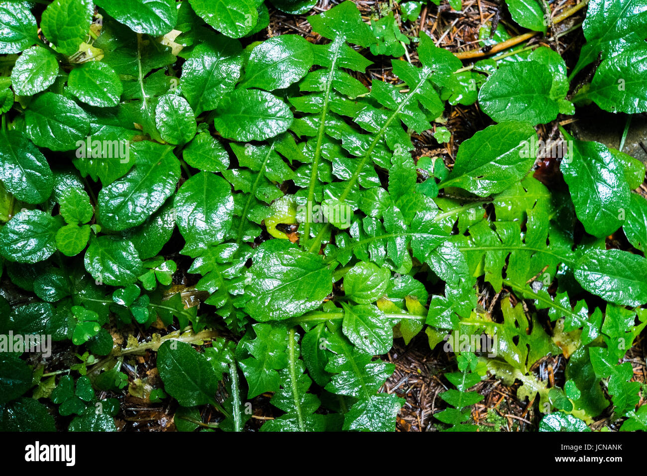 Close up of green leaves in a forest from above Stock Photo - Alamy