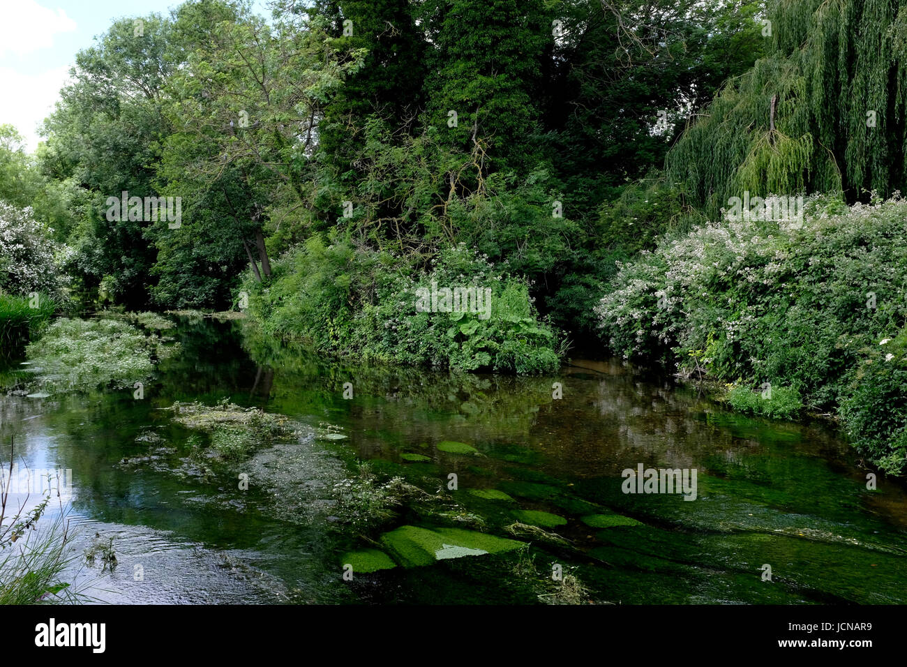 river stour in the city of canterbury kent england uk june 2017 Stock ...
